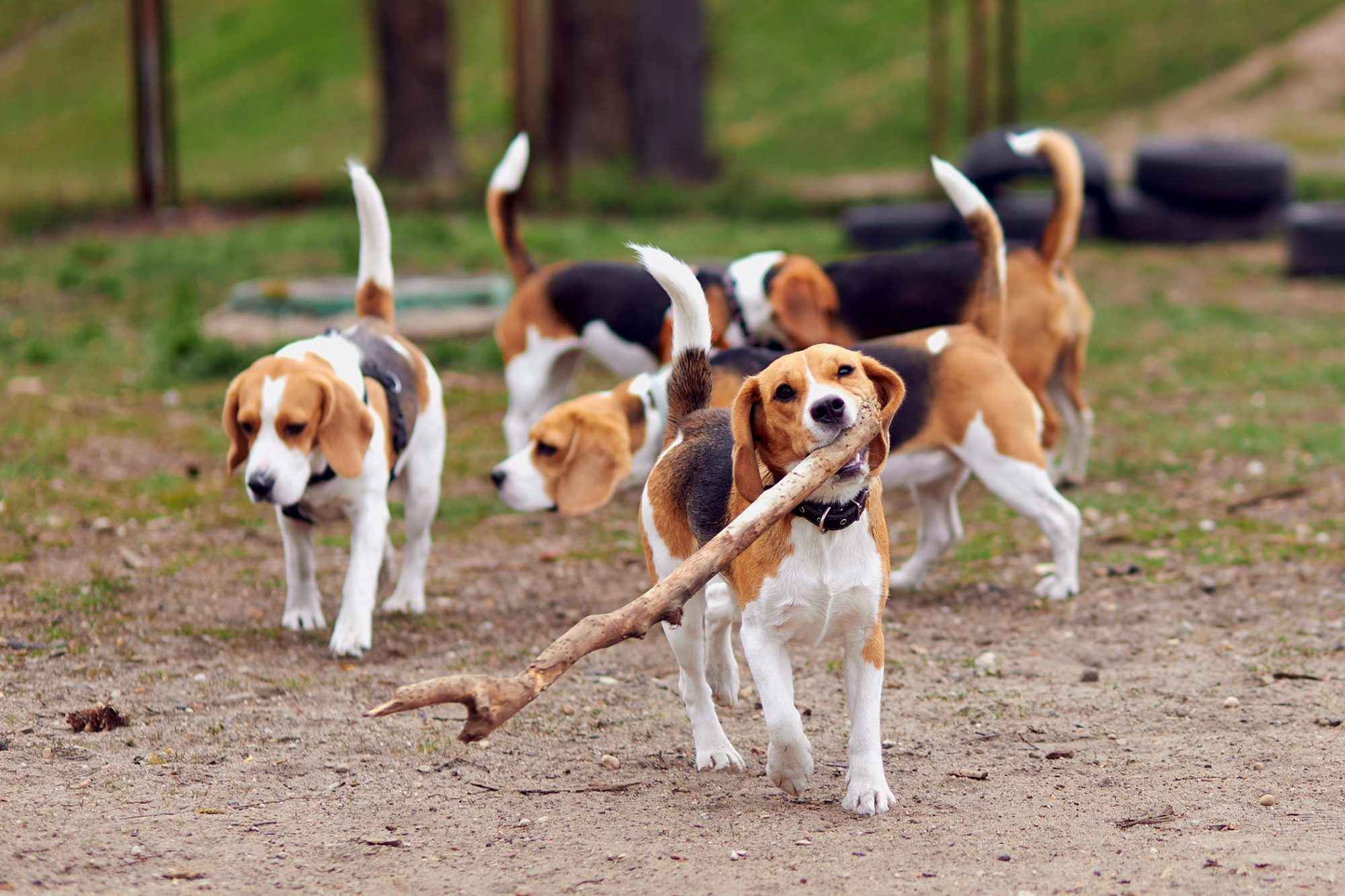 Virginia Beagles come to PAWS in Camden - Penobscot Bay Regional ...